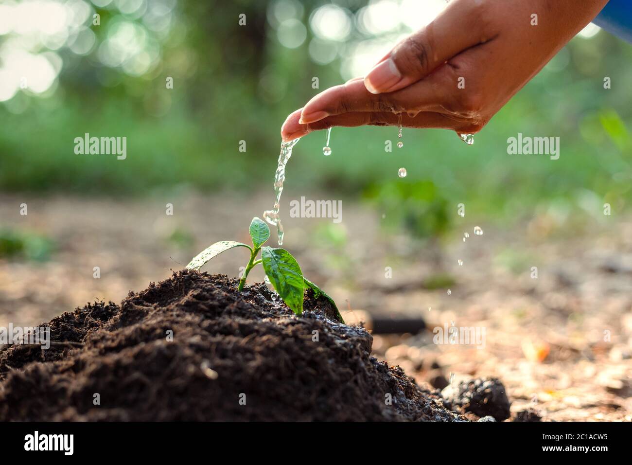 Hands and water drop over the plant. growth concept Stock Photo - Alamy