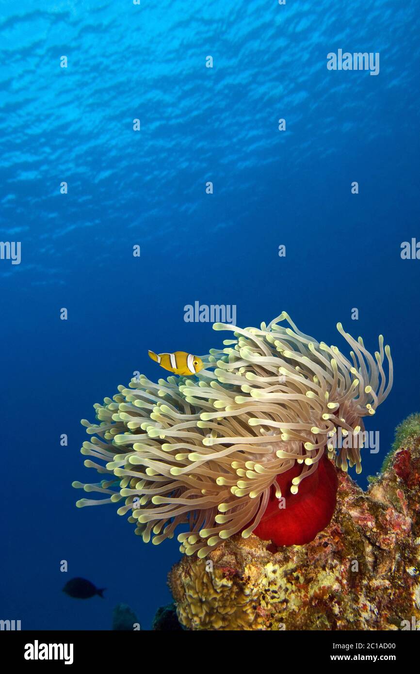 Magnificent sea anemone (with juvenile Mauritian anemonefish ...