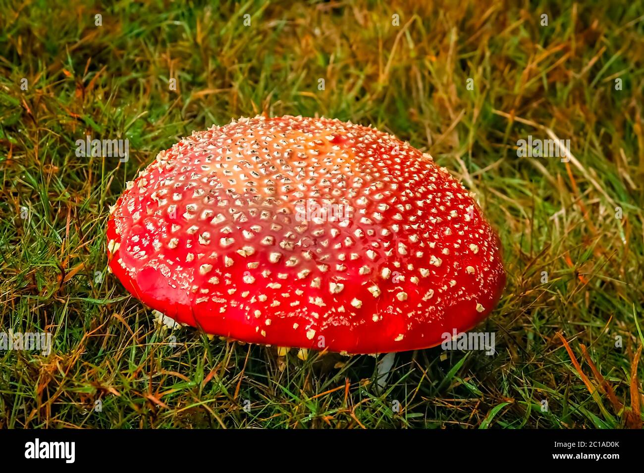 Amanita forest poisonous mushroom hi-res stock photography and images ...