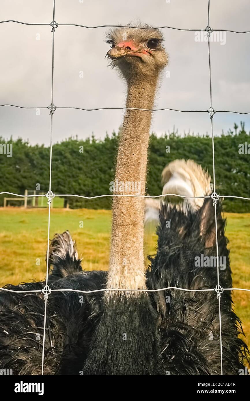 Curious Ostrich behind a fence on a farm Stock Photo - Alamy