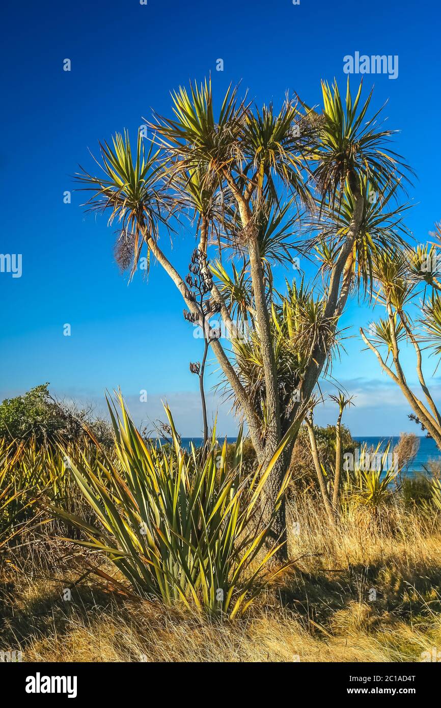Cabbage Tree New Zealand High Resolution Stock Photography and Images ...