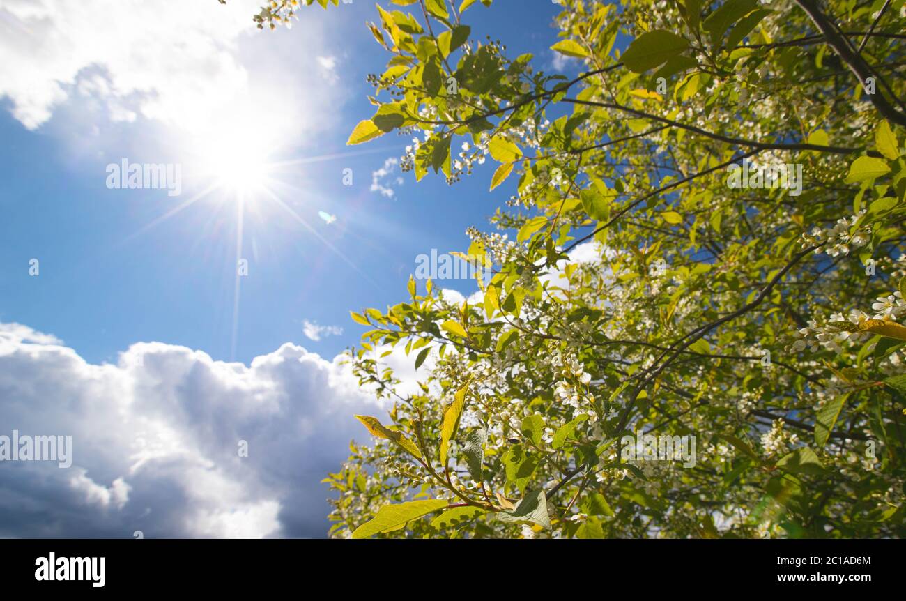 Prunus summer sun hi-res stock photography and images - Alamy
