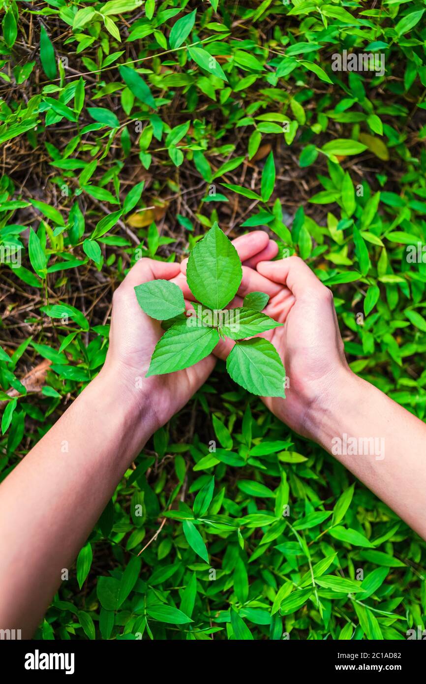 Hand protect new tree growth on the ground.hand helping,support,care ...