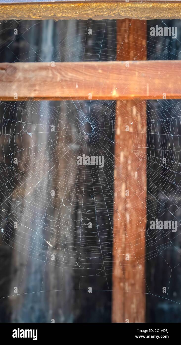 Vertical frame Classic circular form spider wed on the opening of an ...