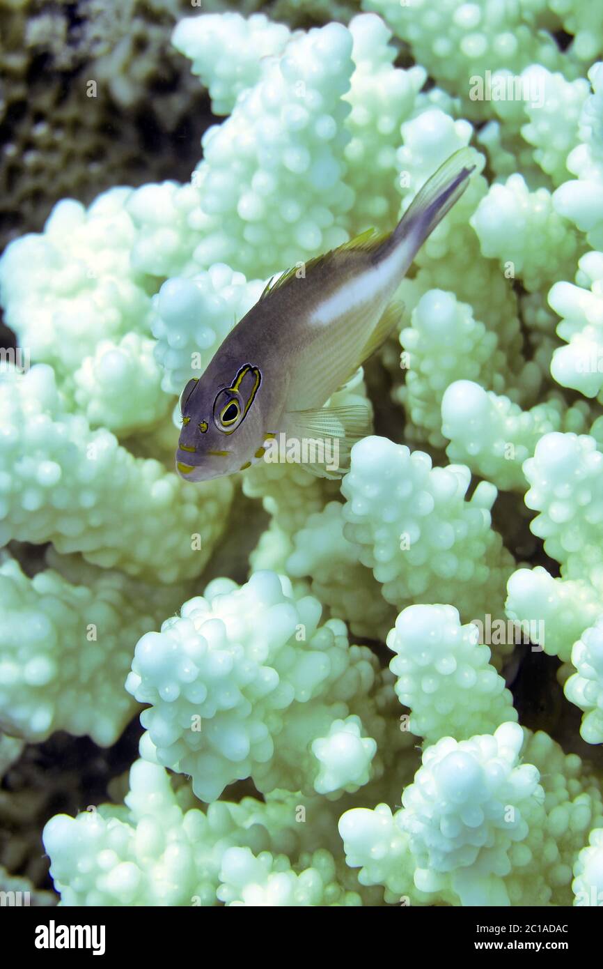 Arc-eye hawkfish - Paracirrhites arcatus Stock Photo - Alamy