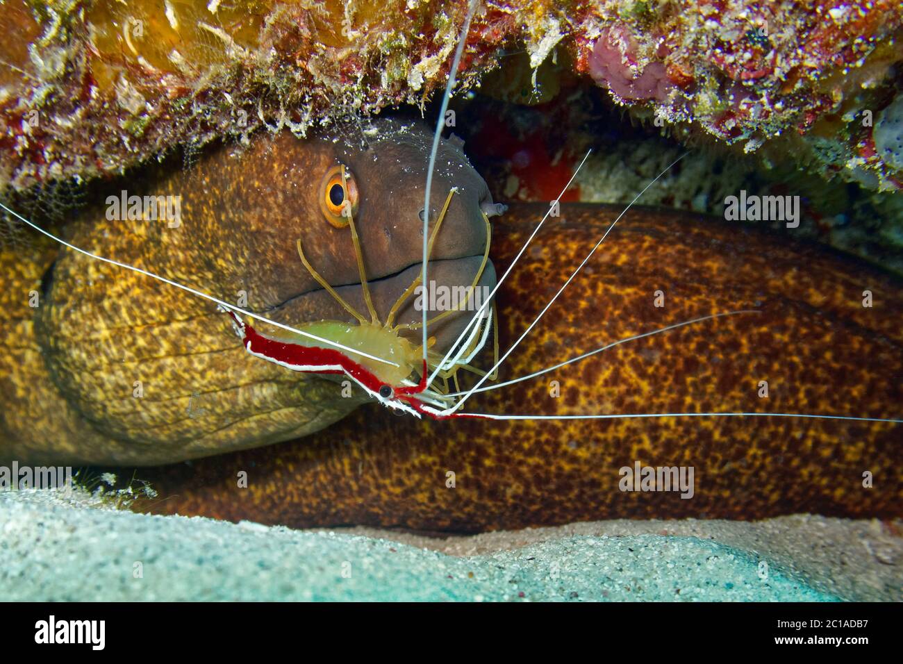 Skunk cleaner shrimp (with Yellow-edged moray) - Lysmata amboinensis ...