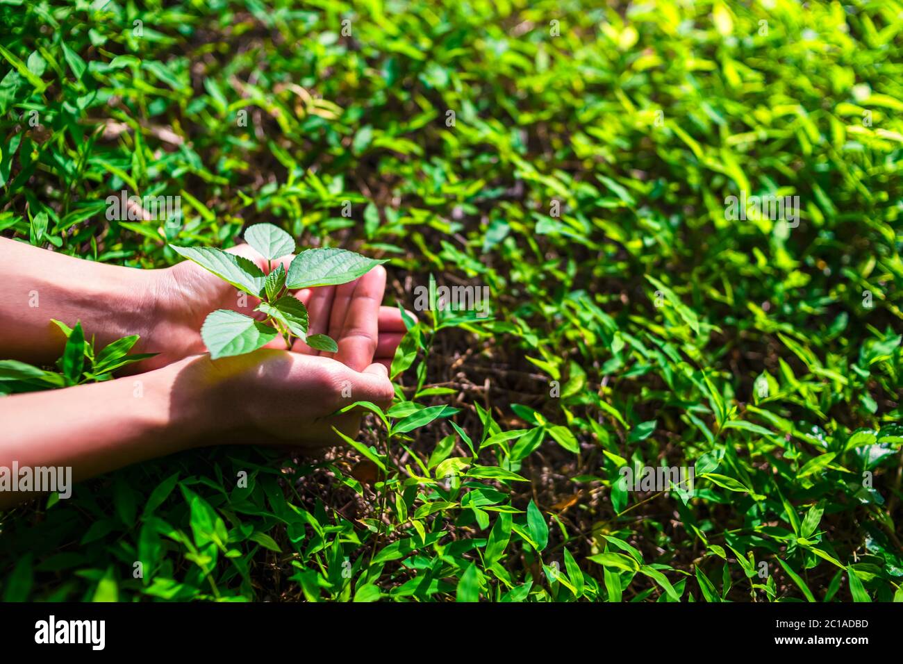 Hand protect new tree growth on the ground.hand helping,support,care ...