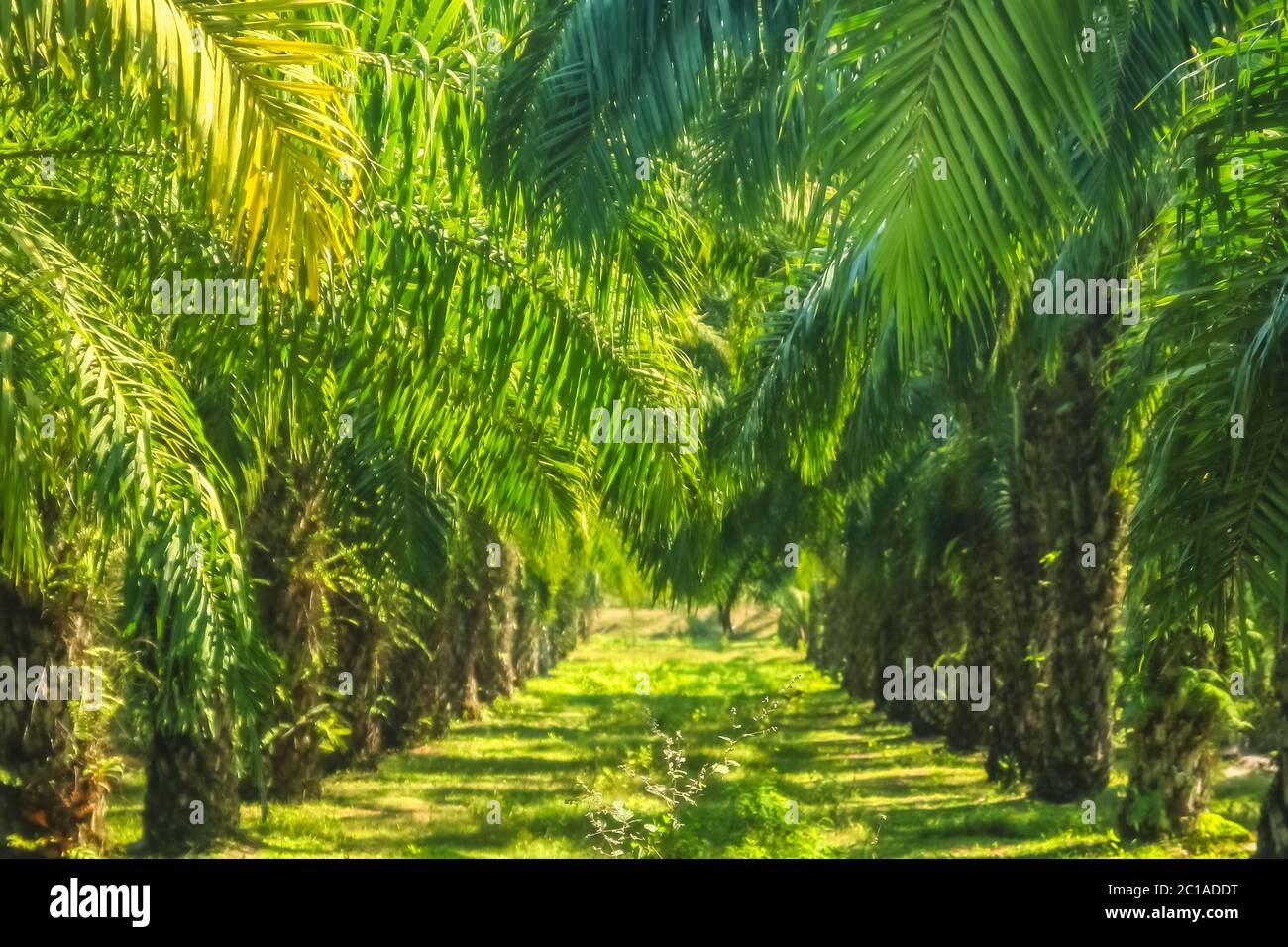 Coconut Plantation Thailand High Resolution Stock Photography and ...