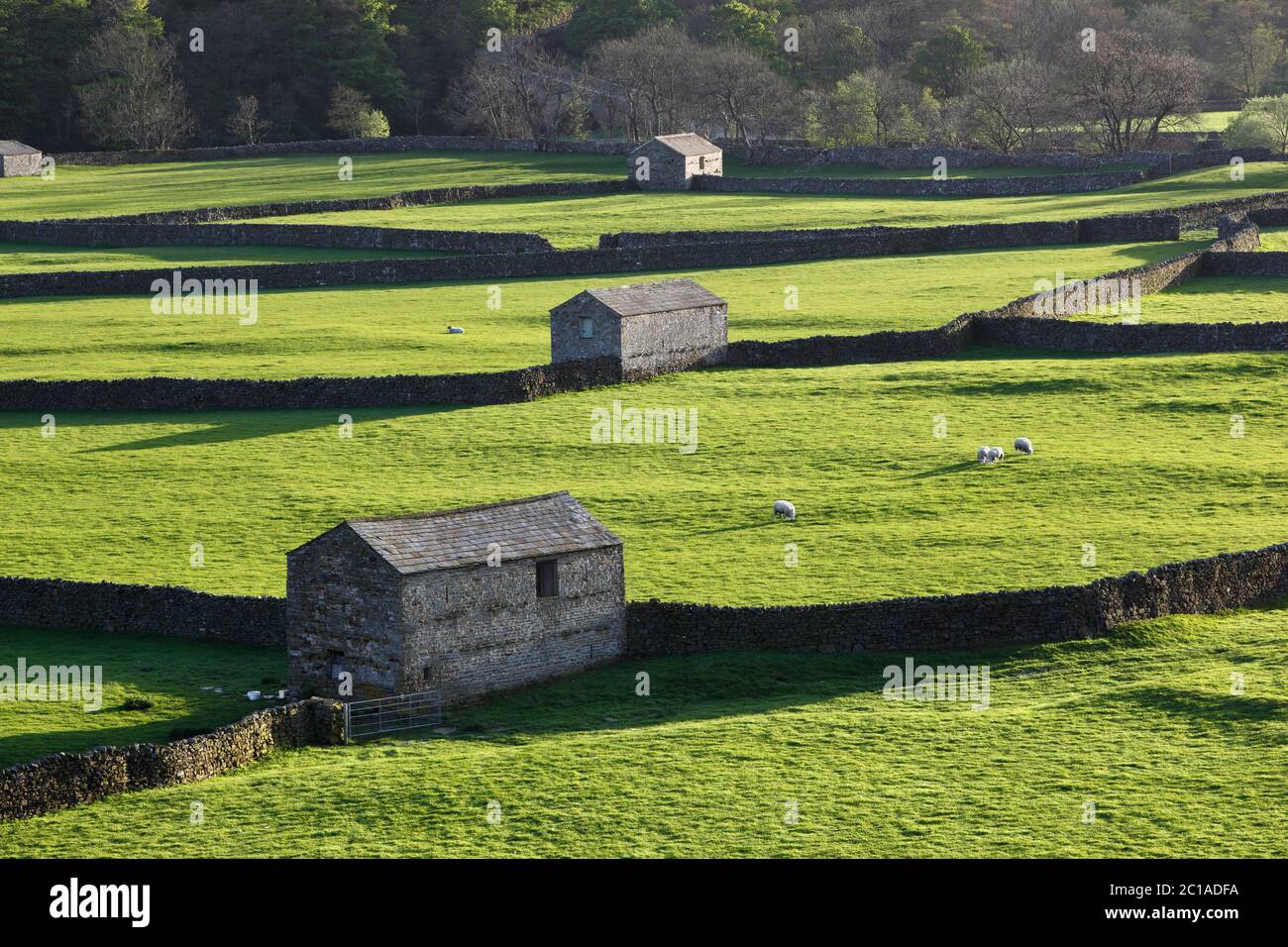 Stone walls and barns in Swaledale in the Yorkshire Dales National Park ...