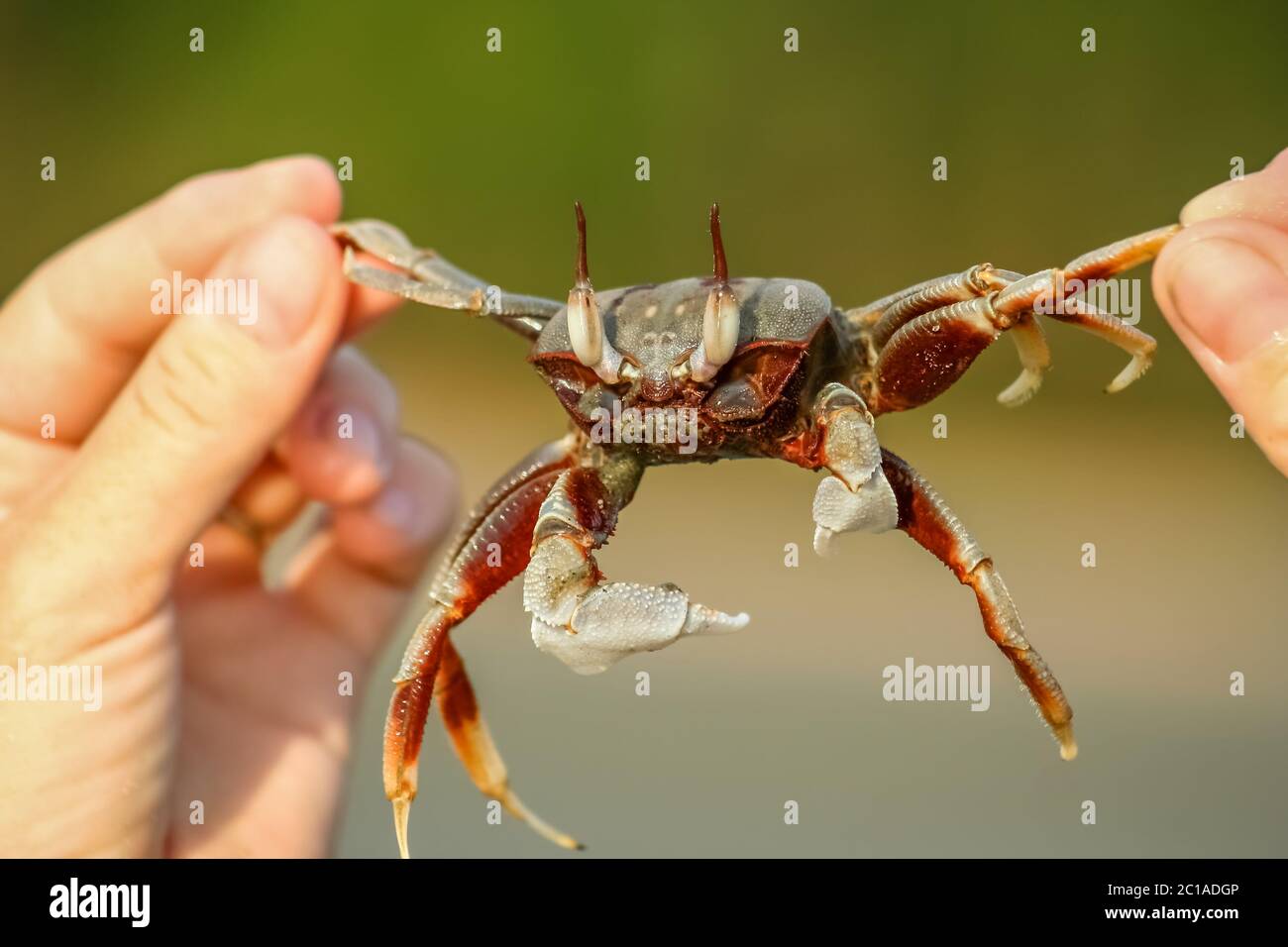 Small crab held in human hand Stock Photo - Alamy