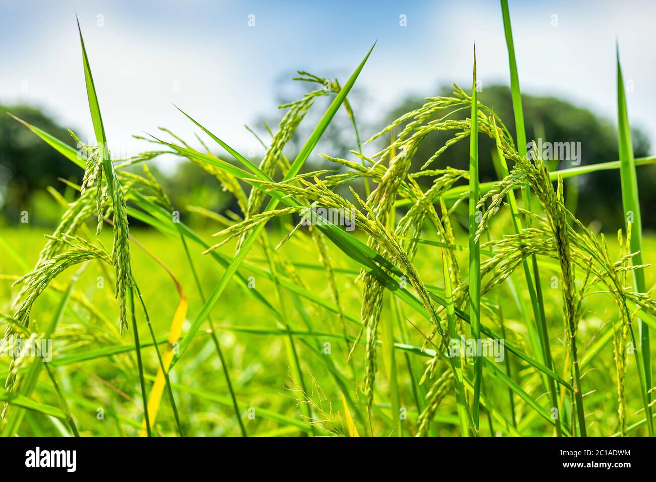 Close up green rice and green leaves in the agriculture Stock Photo - Alamy