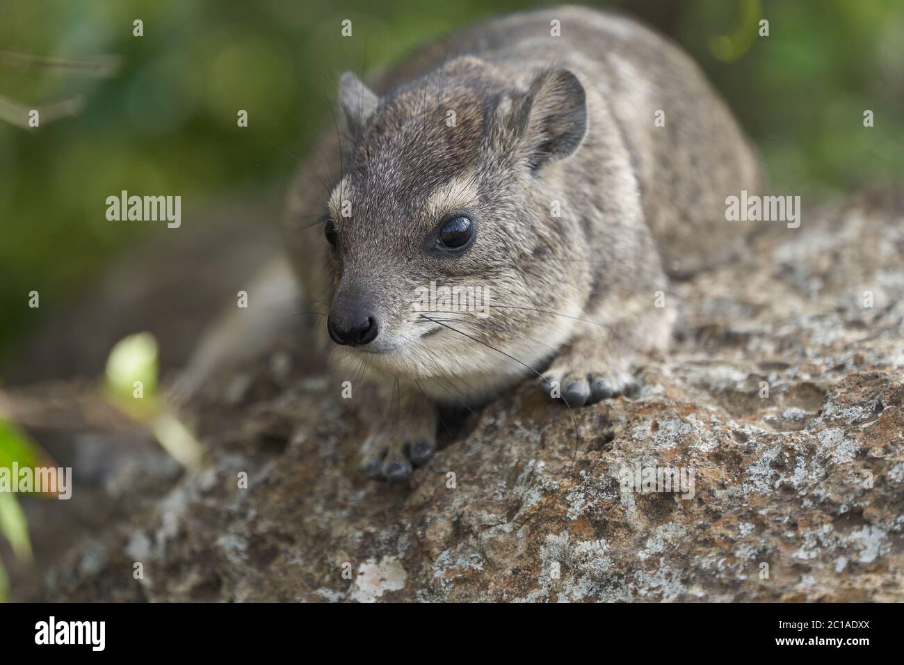 Rock Hyrax Procavia Capensis Cape Portrait Africa Stock Photo - Alamy