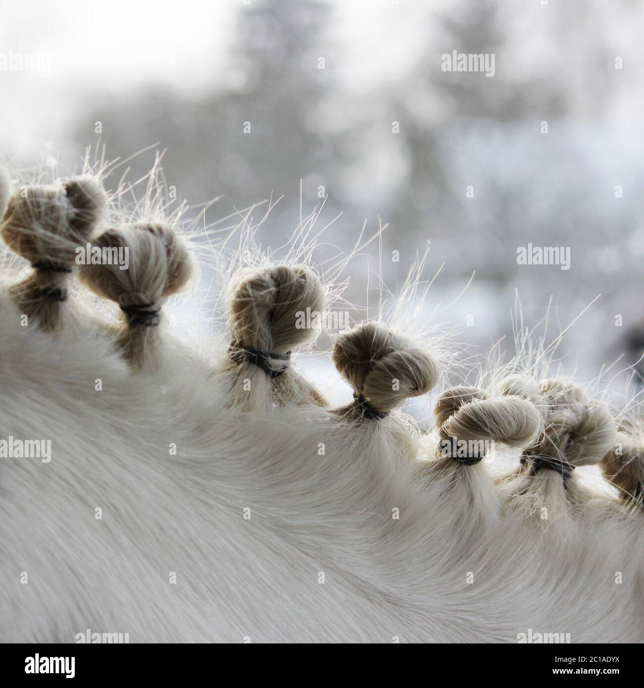 Piebald horse hi-res stock photography and images - Alamy