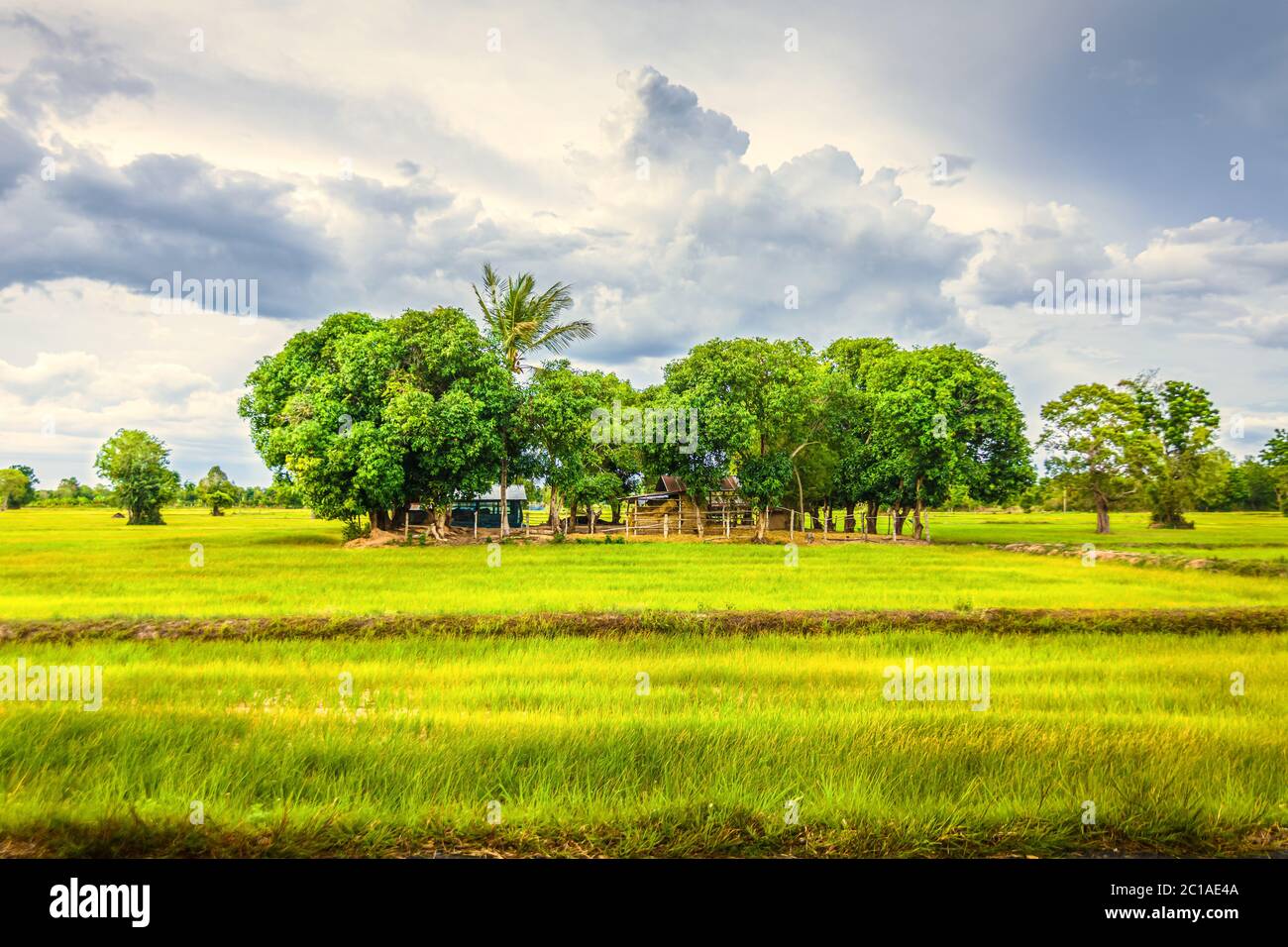Corn flied hi-res stock photography and images - Alamy