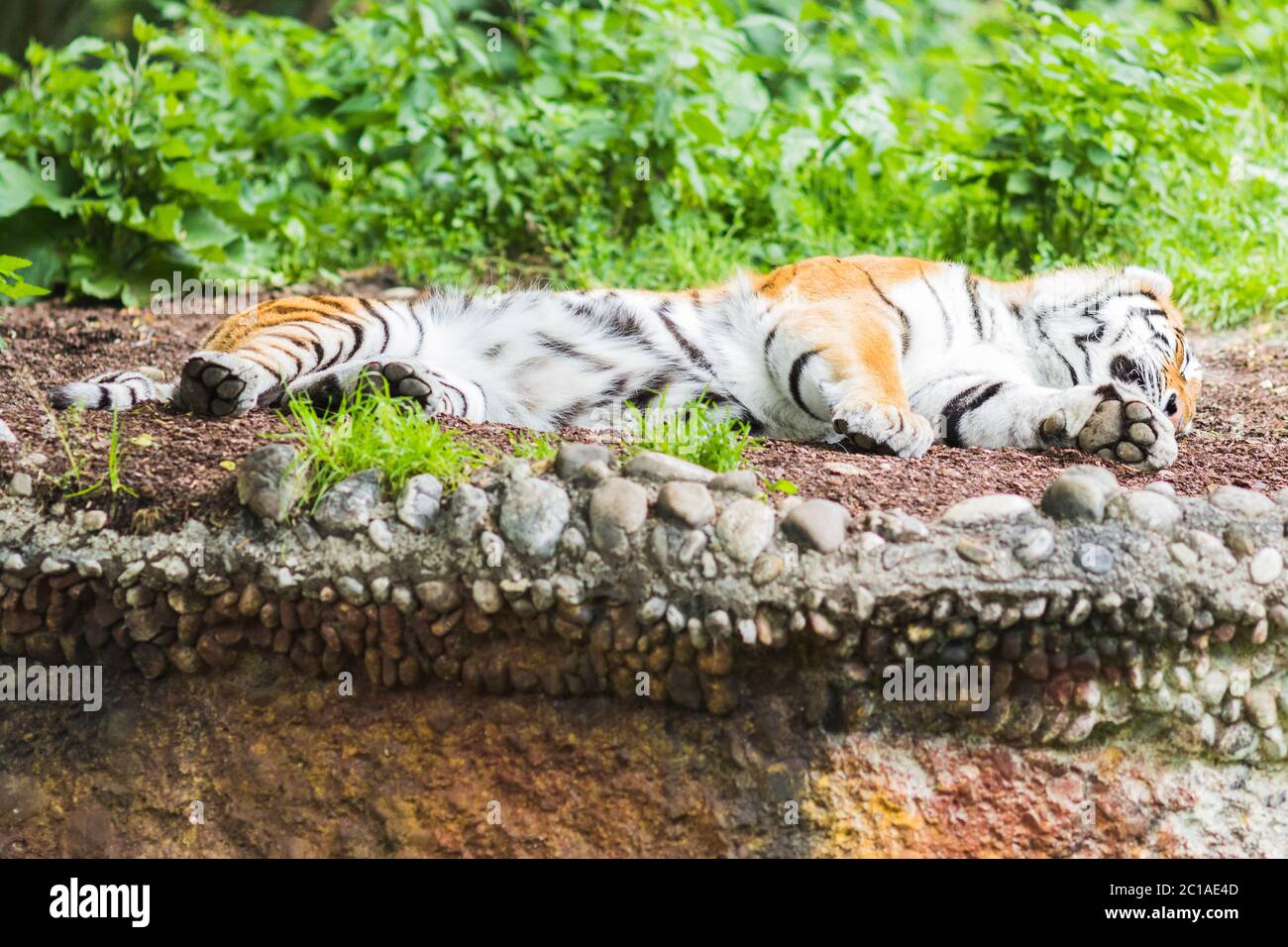 A Wild Bengal Tiger (Panthera Tigris Tigris) in the jungle Stock Photo ...