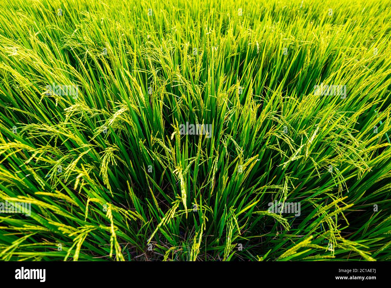 Green ear of rice detail and texture Stock Photo - Alamy