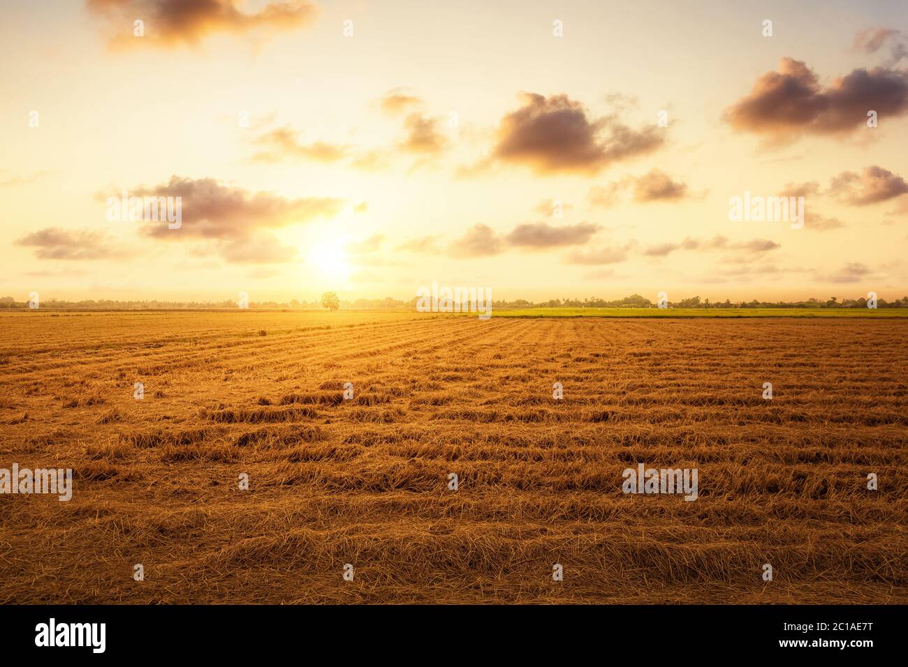 Rice straw hay in paddy field and sunset, sunrise and nice cloud. The ...