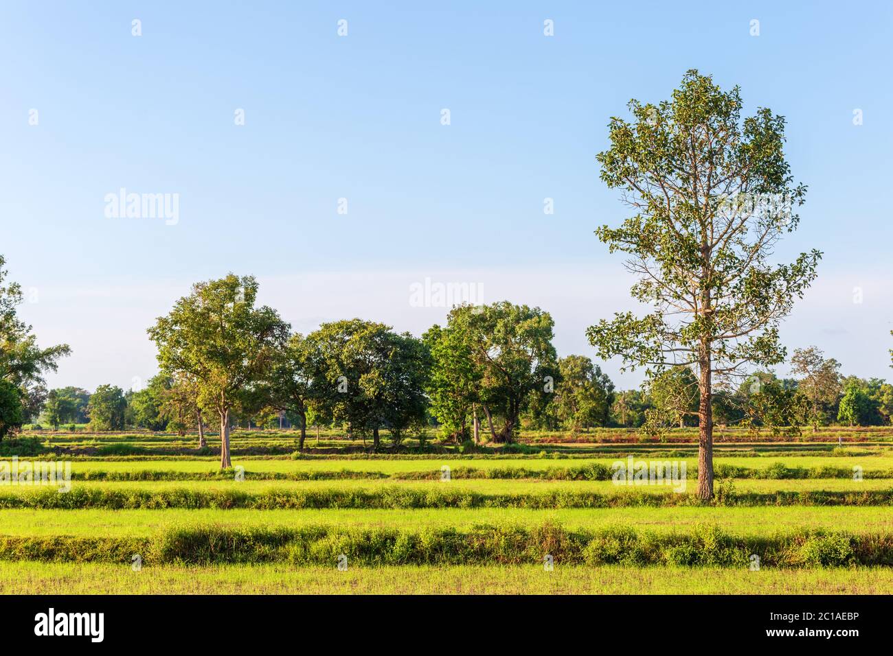 Corn flied hi-res stock photography and images - Alamy