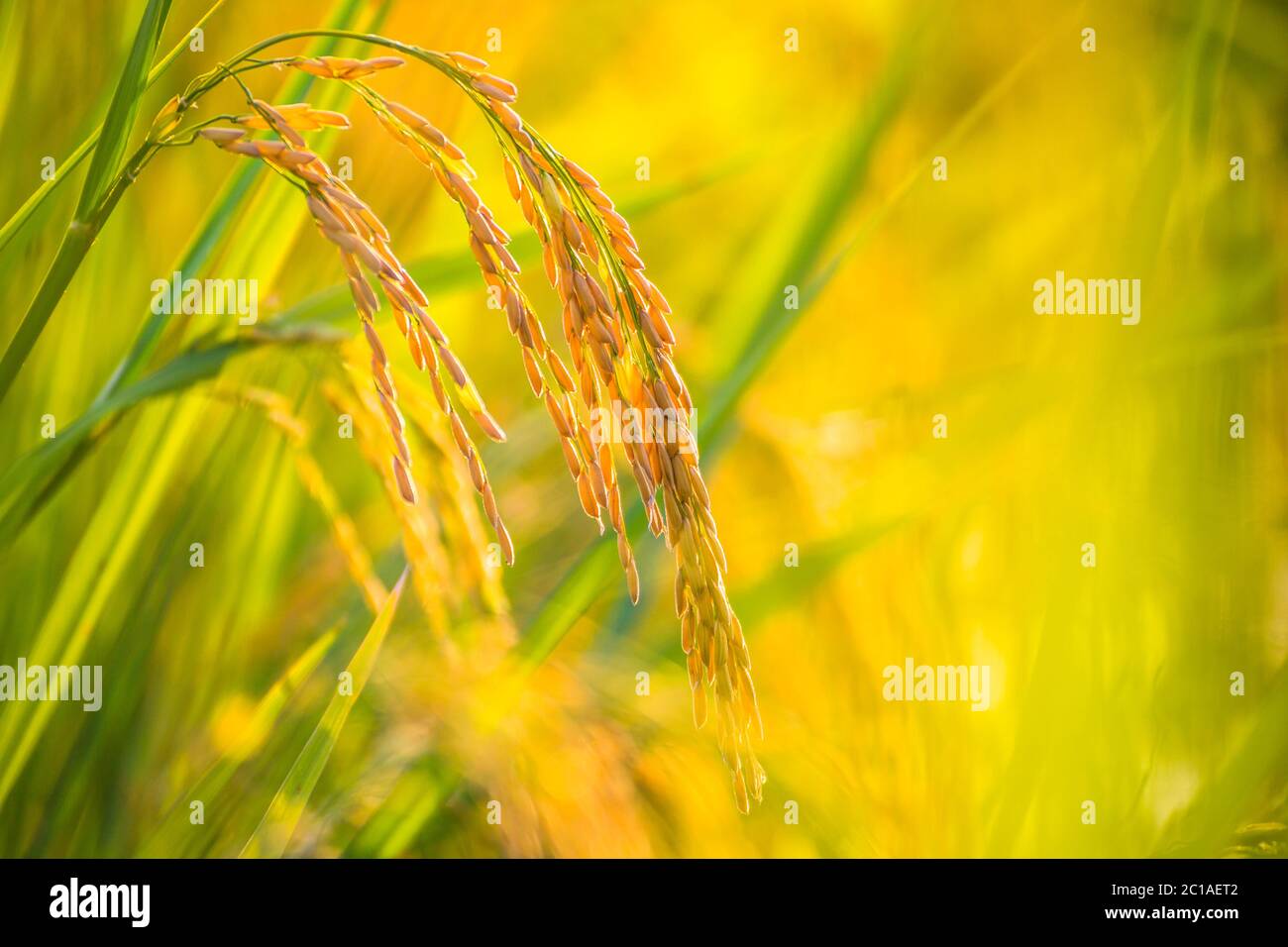 Close up gold rice and green leaves in the farm Stock Photo - Alamy