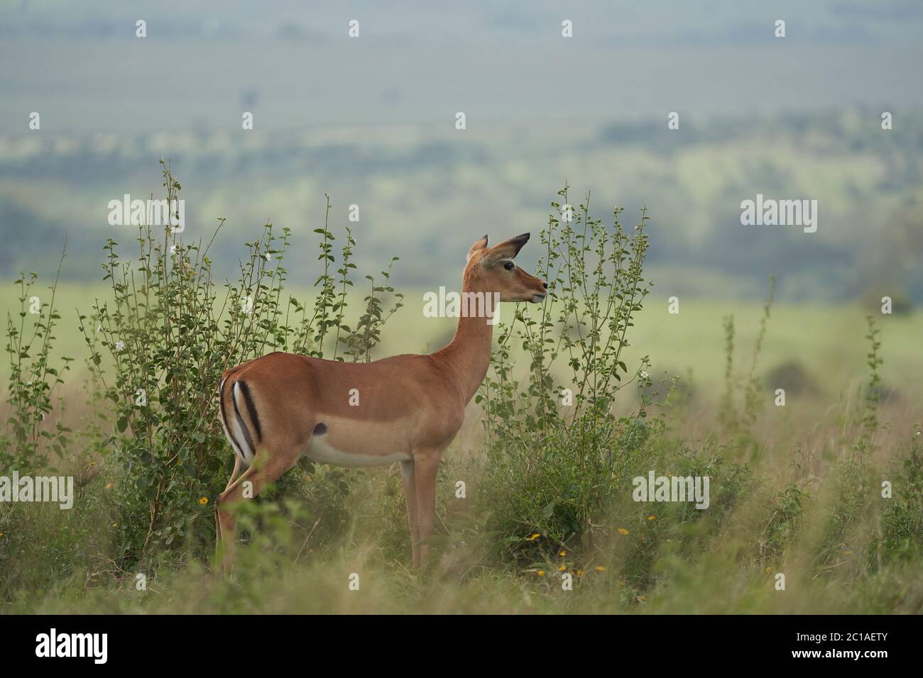 Impala Group Impalas Antelope Portrait Africa Safari Stock Photo - Alamy