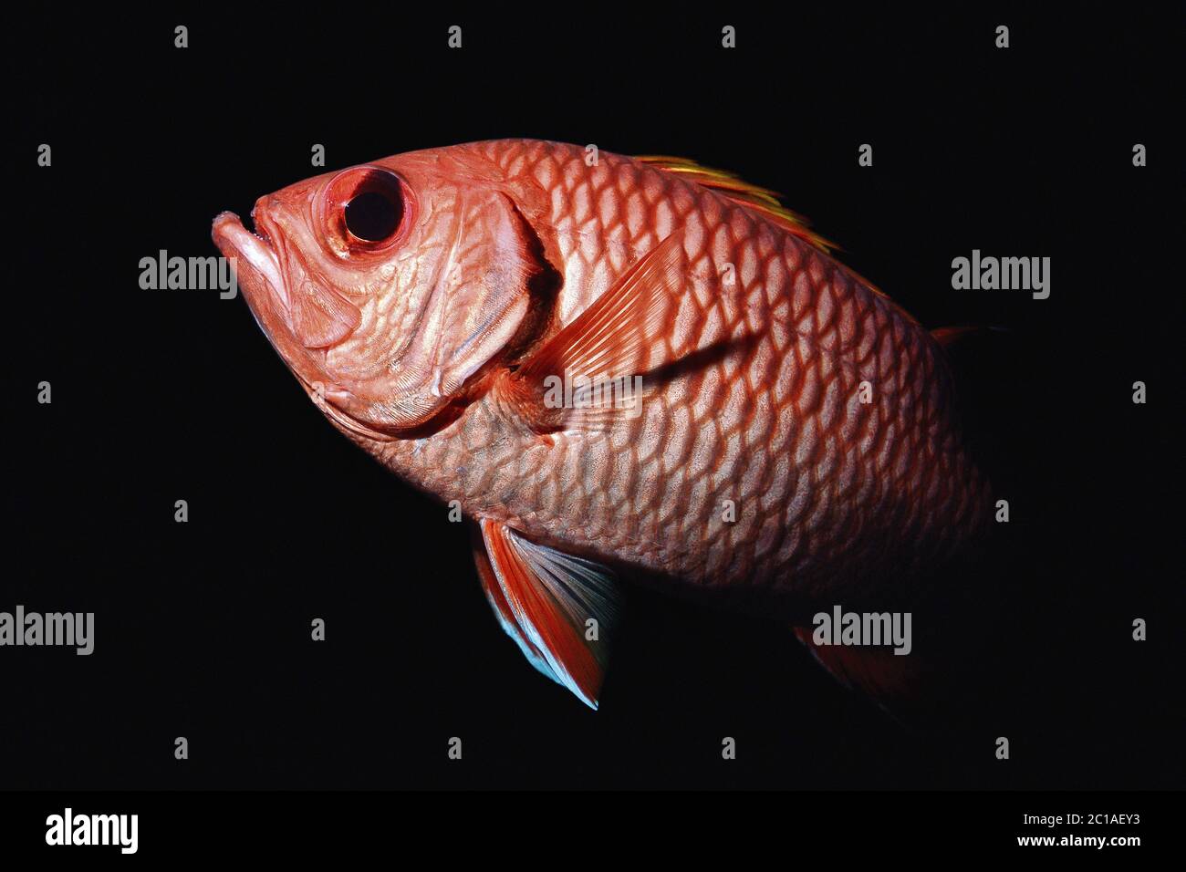 Soldierfish hi-res stock photography and images - Alamy