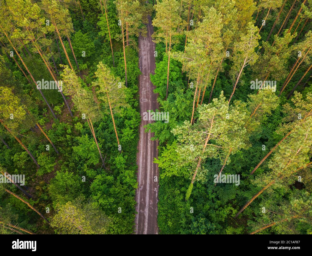 Road leading through the forest view from a drone Stock Photo - Alamy