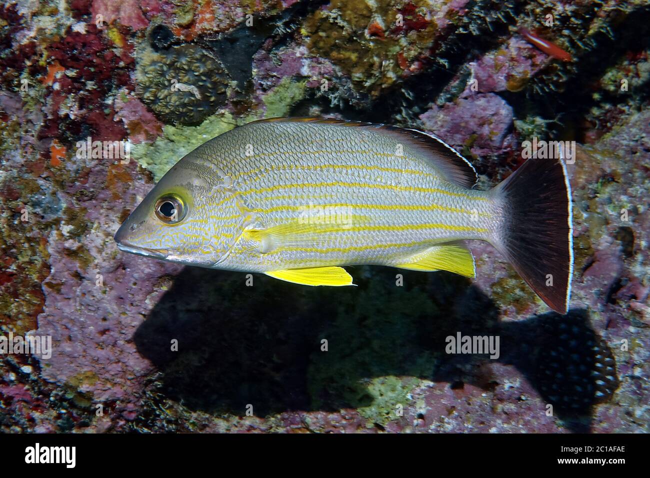 Blacktail snapper - Lutjanus fulvus Stock Photo - Alamy