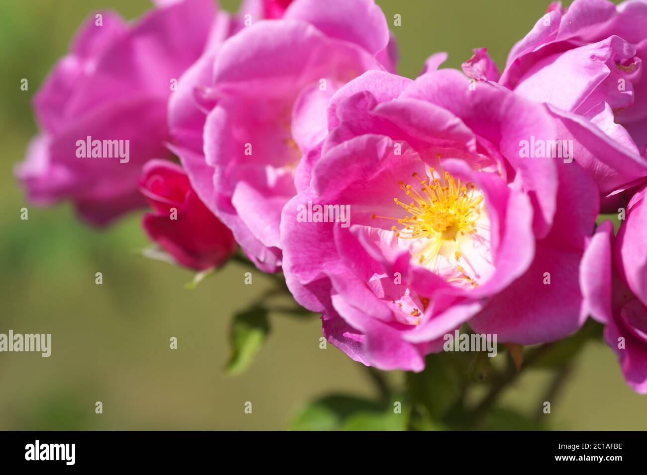 Rose Lucky pink floribunda roses Stock Photo - Alamy