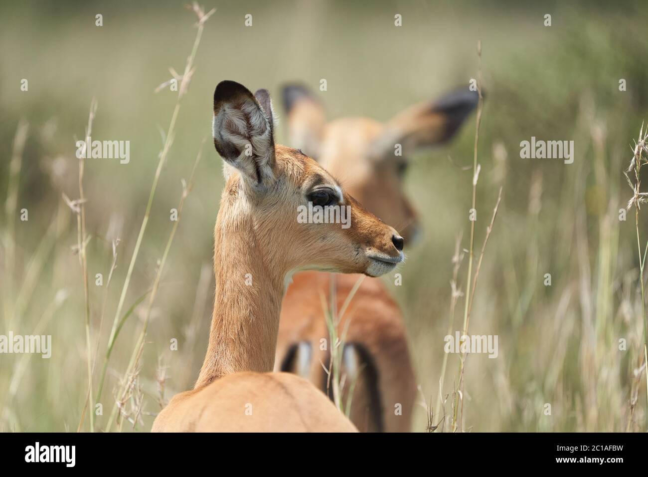 Impala Group Impalas Antelope Portrait Africa Safari Stock Photo - Alamy