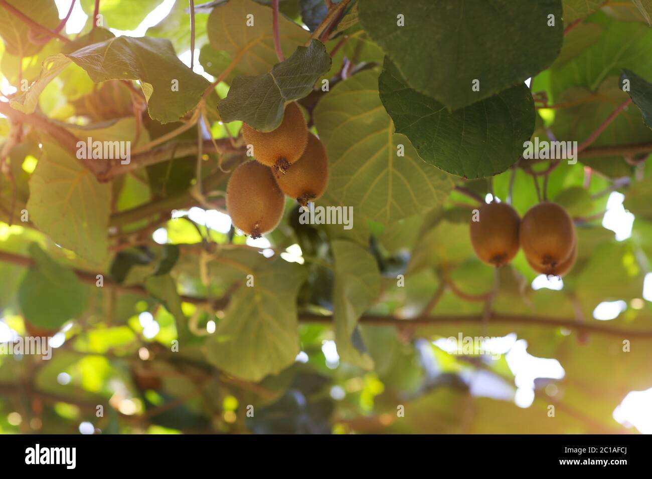 Kiwi Fruit Tree Stock Photo - Alamy