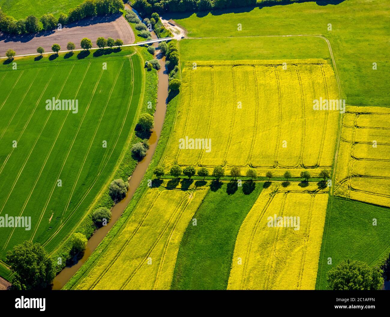 Aerial photo, row of trees in rape field, river Ems, Greven, district ...