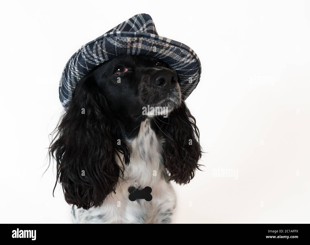 Young sprocker spaniel hi-res stock photography and images - Alamy
