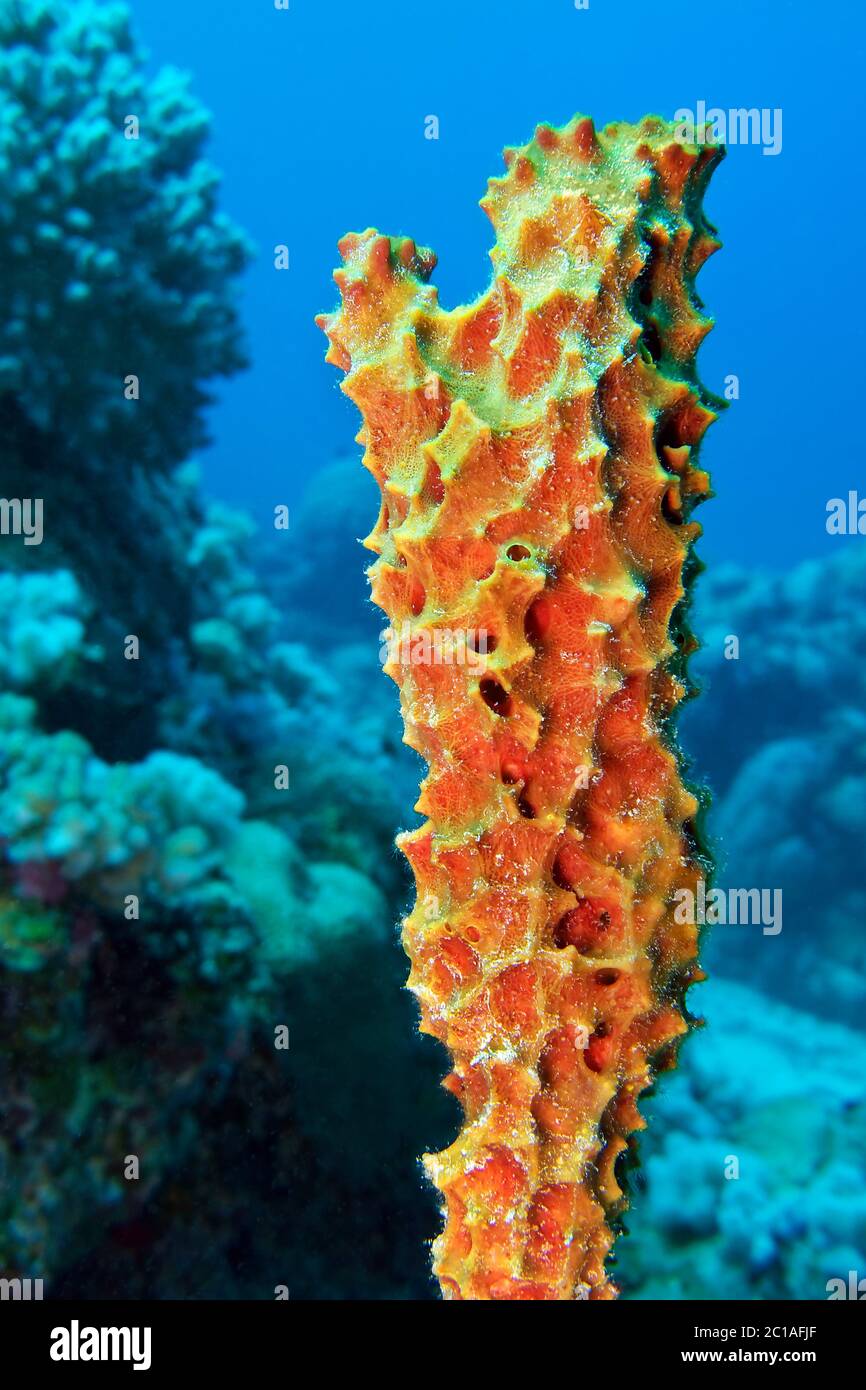 Orange sponge - Callyspongia sp Stock Photo - Alamy