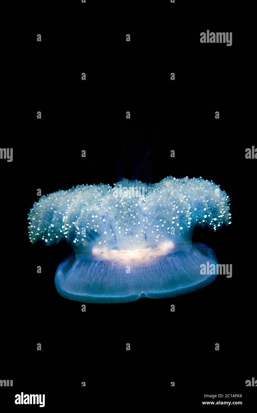 Cephea cephea hi-res stock photography and images - Alamy