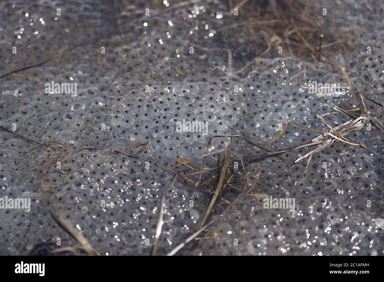 Frog Toad Spawn Texture Macro Bright Mountain Light Stock Photo - Alamy