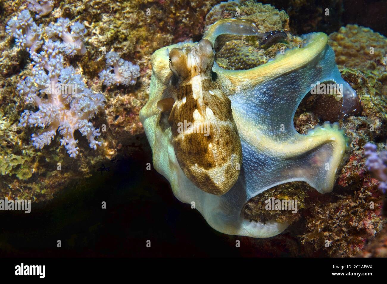 Octopus - Octopus sp Stock Photo - Alamy