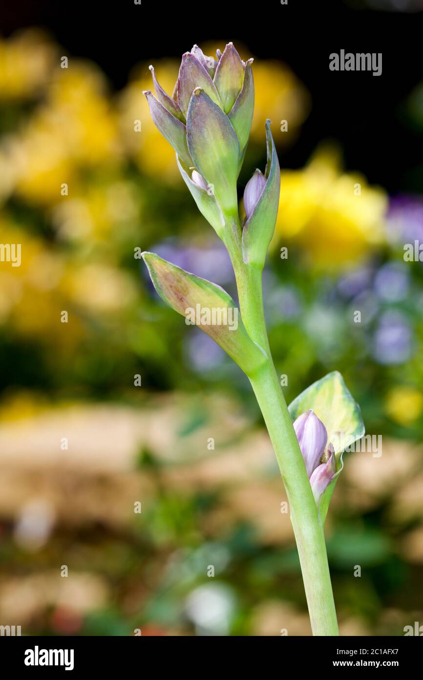 Hosta ‘Forbidden Fruit’ Stock Photo - Alamy