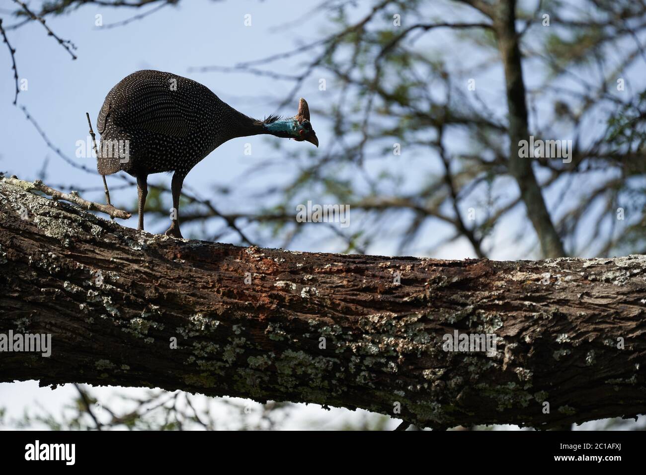 Helmeted guineafowl Couple Kenya Numida meleagris Numididae Numida ...