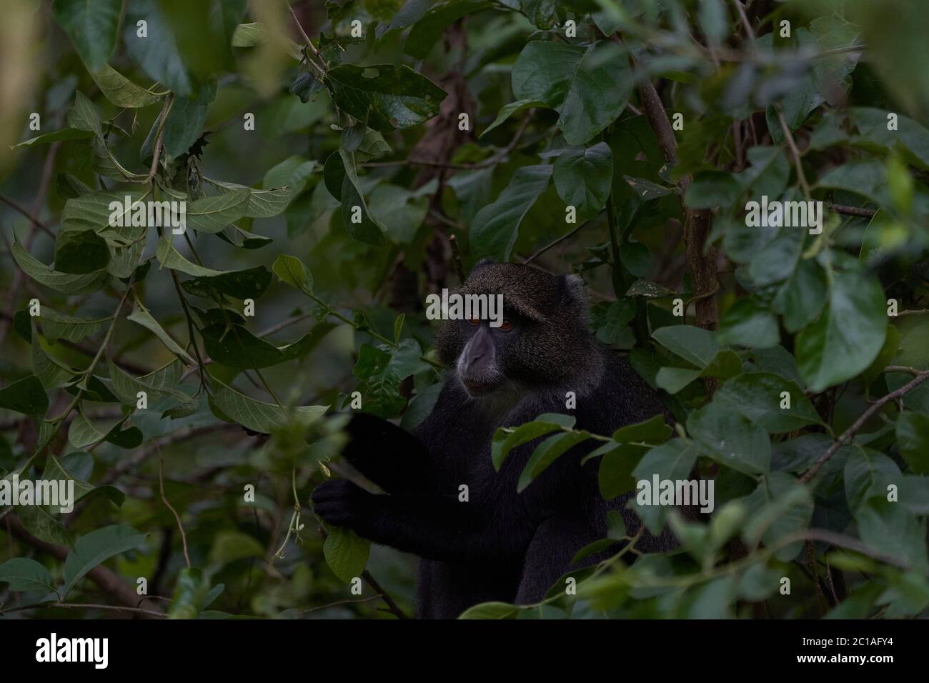 Blue monkey diademed monkey Cercopithecus mitis Portrait Species of Old ...