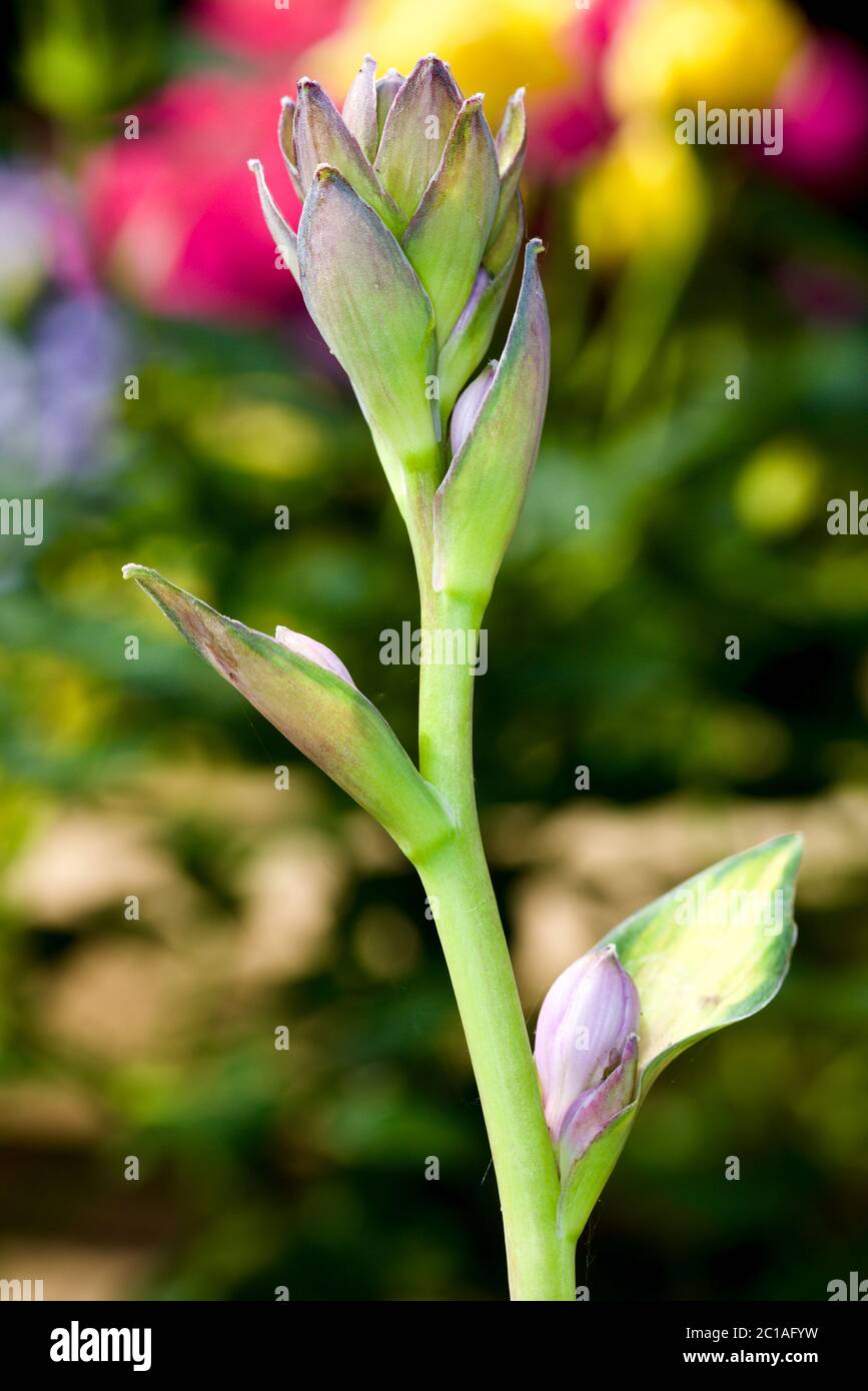 Hosta ‘Forbidden Fruit’ Stock Photo - Alamy
