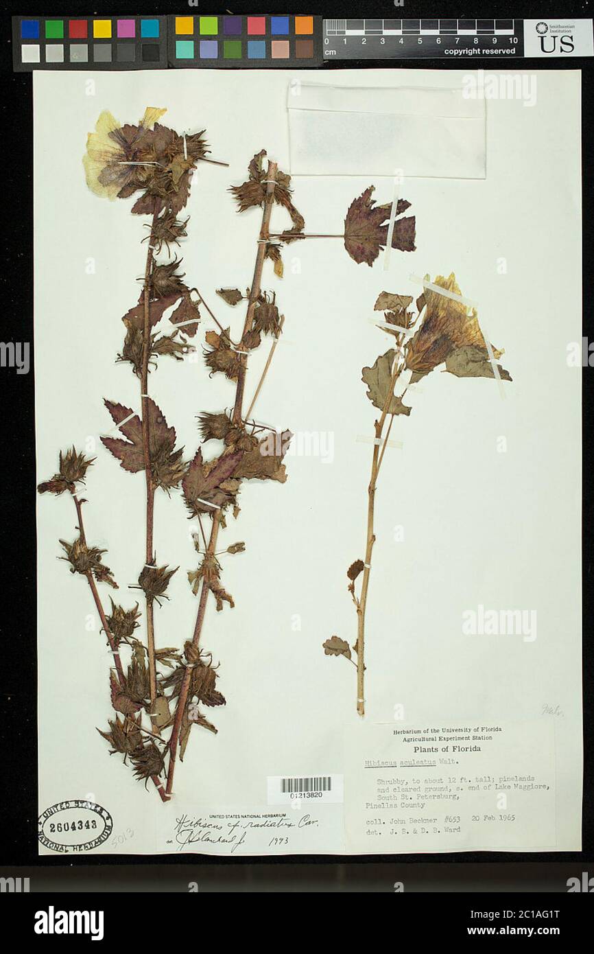 Hibiscus radiatus Cav Hibiscus radiatus Cav Stock Photo - Alamy