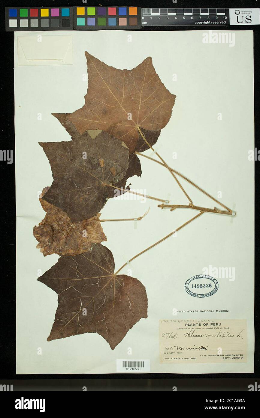 Hibiscus mutabilis L Hibiscus mutabilis L Stock Photo - Alamy