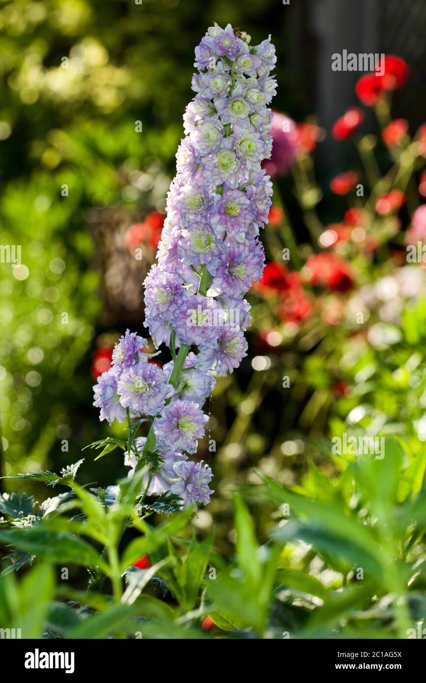 Delphinium Highlander 'Bolero' Stock Photo - Alamy