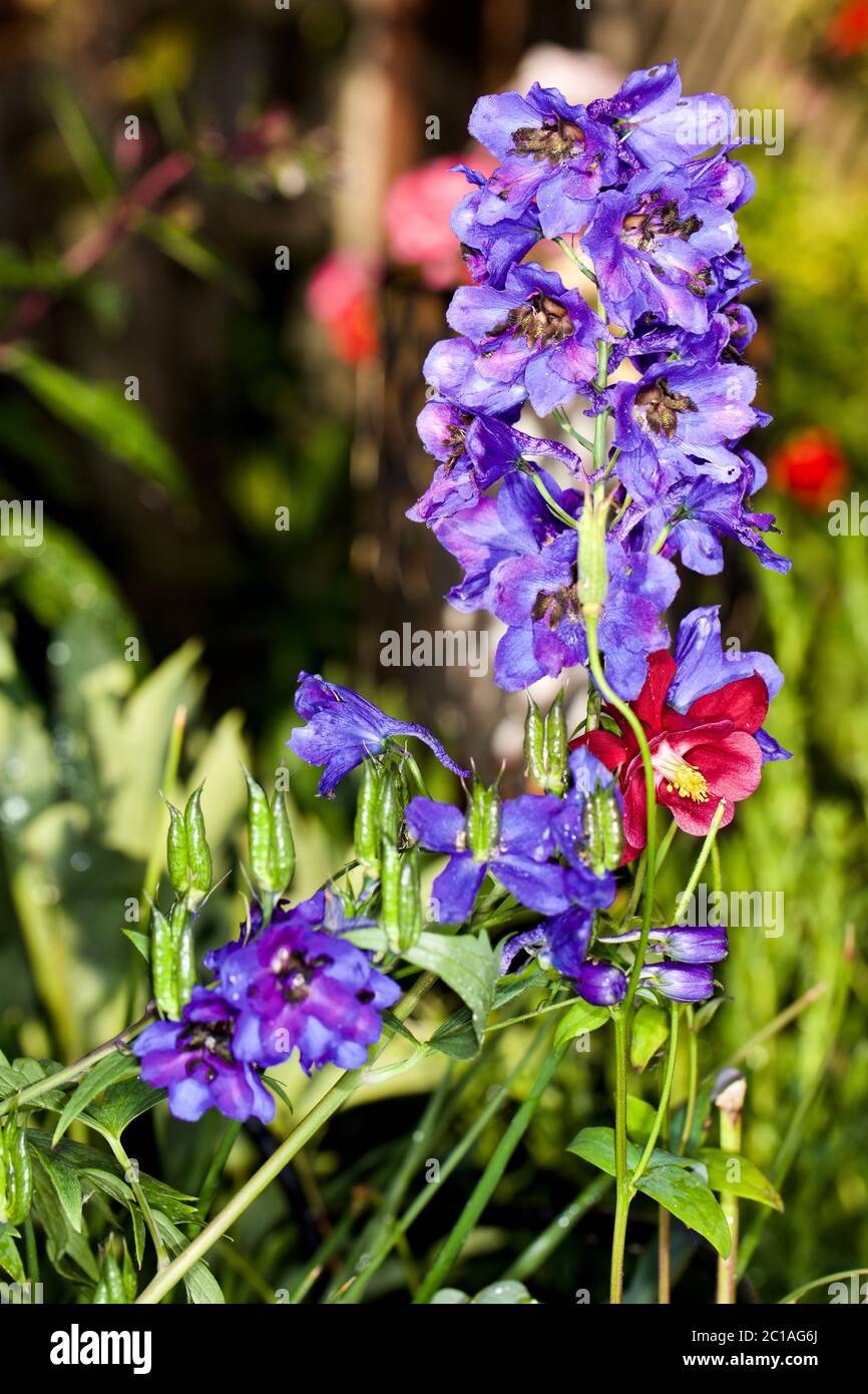 Delphiniums seed hi-res stock photography and images - Alamy