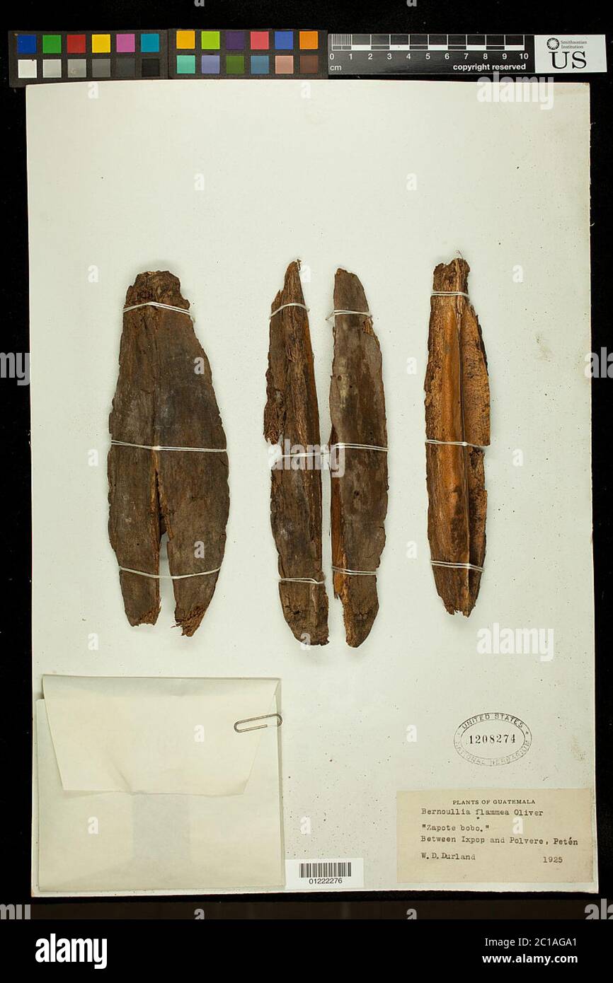 Bernoullia flammea Bernoullia flammea Stock Photo - Alamy