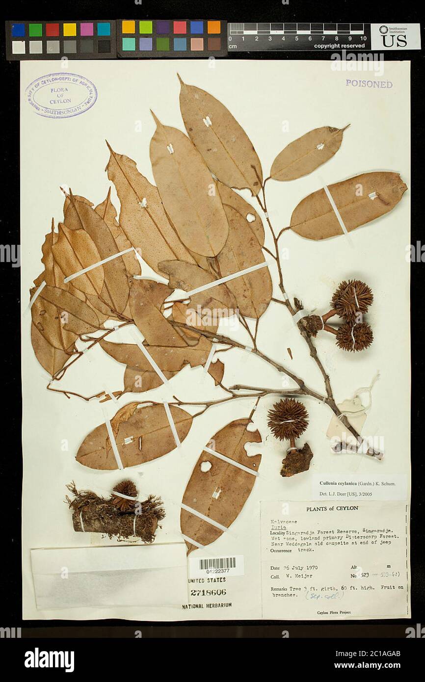 Cullenia ceylanica Gardner K Schum Cullenia ceylanica Gardner K Schum ...