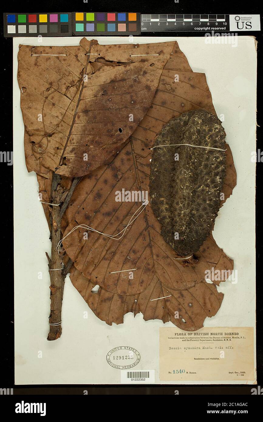 Synandra hi-res stock photography and images - Alamy