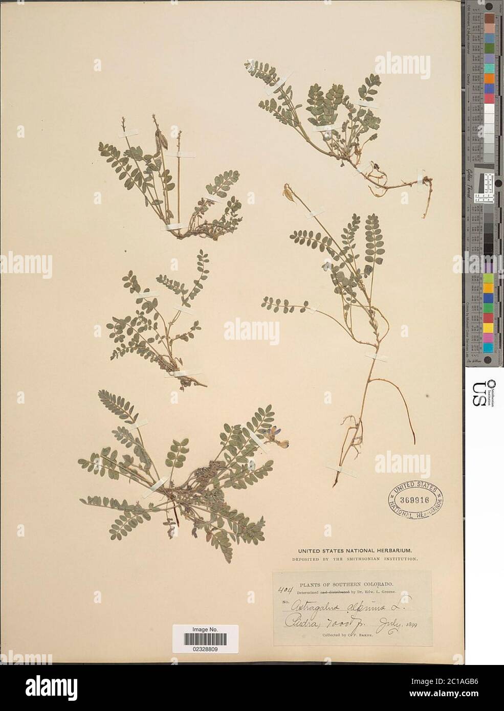 Astragalus alpinus L Astragalus alpinus L Stock Photo - Alamy