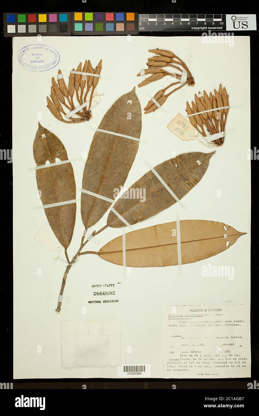 Cullenia rosayroana Cullenia rosayroana Stock Photo - Alamy