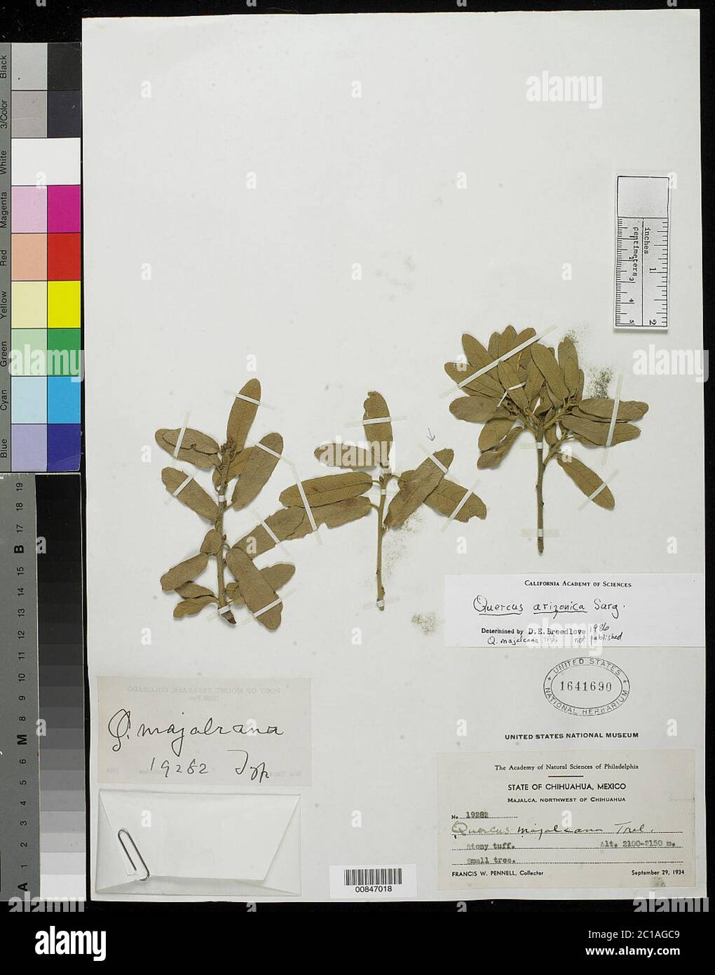 Quercus arizonica hi-res stock photography and images - Alamy